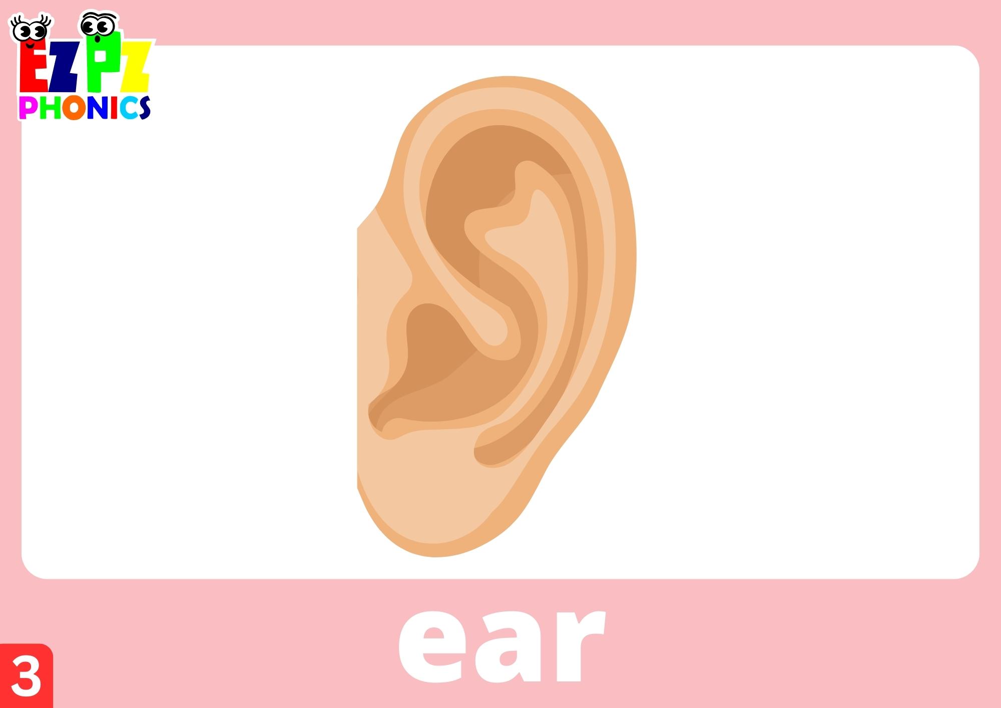 Letter Ee Words Phonics Flashcards with Images and Words Free Printable ...