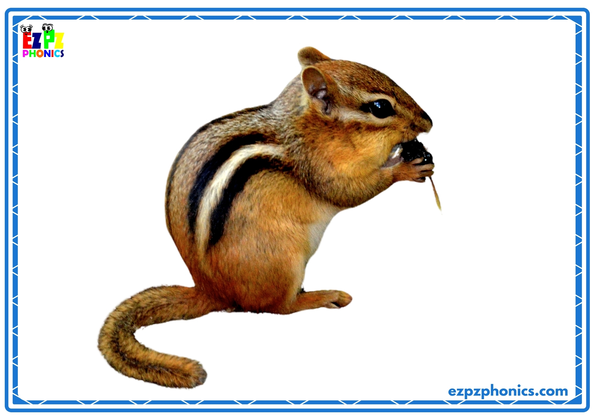 Forest Animals Flashcards View Online or Free PDF Download ...