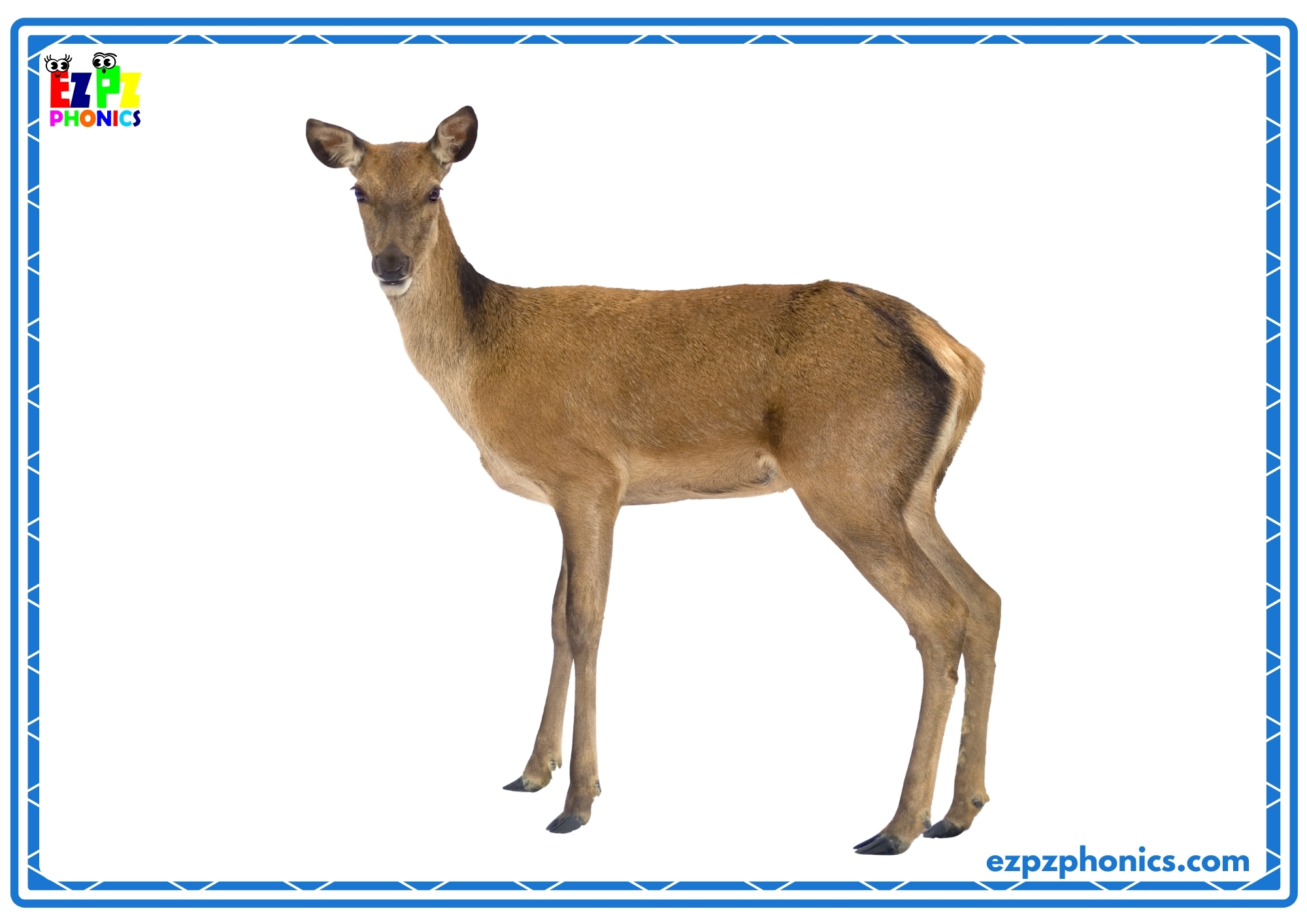 Forest Animals Flashcards View Online or Free PDF Download ...