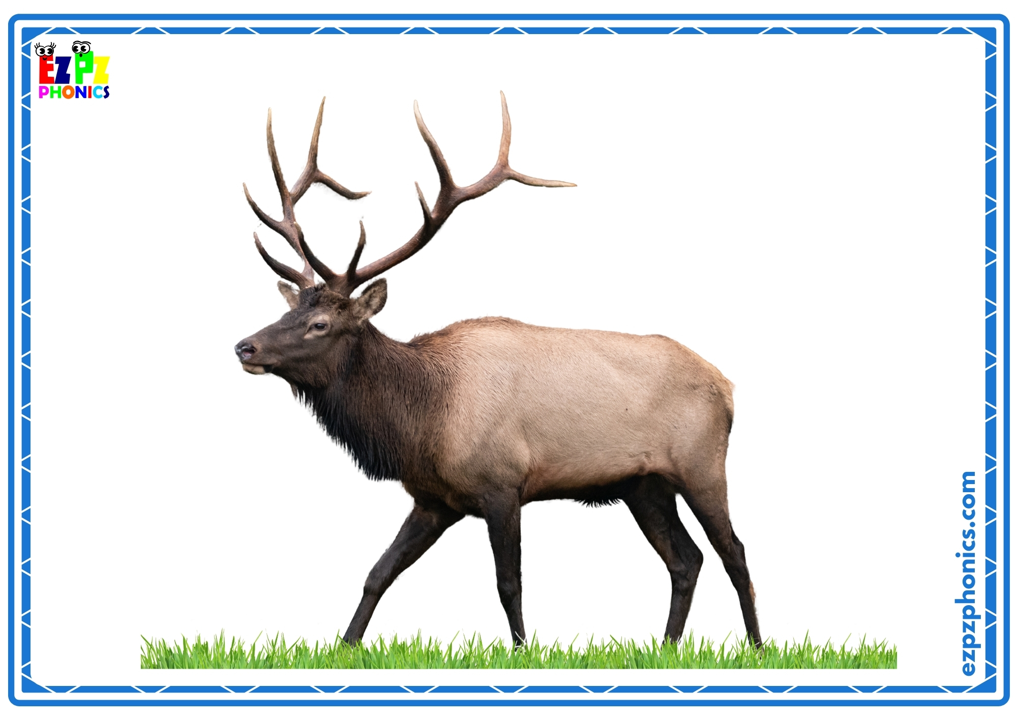 Forest Animals Flashcards View Online or Free PDF Download ...