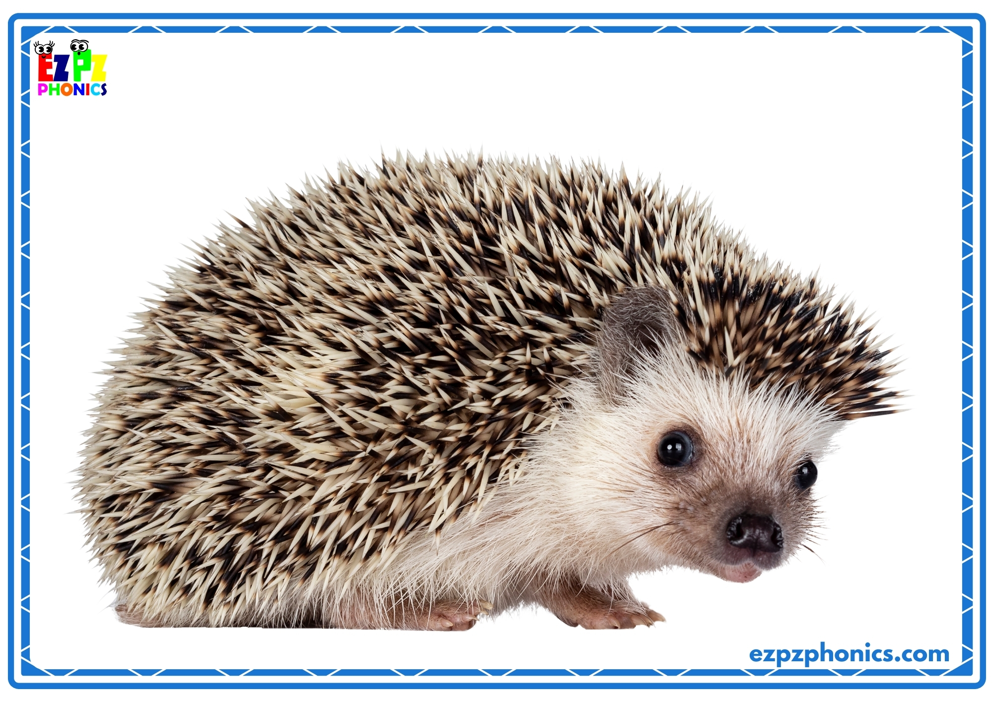 Forest Animals Flashcards View Online or Free PDF Download ...