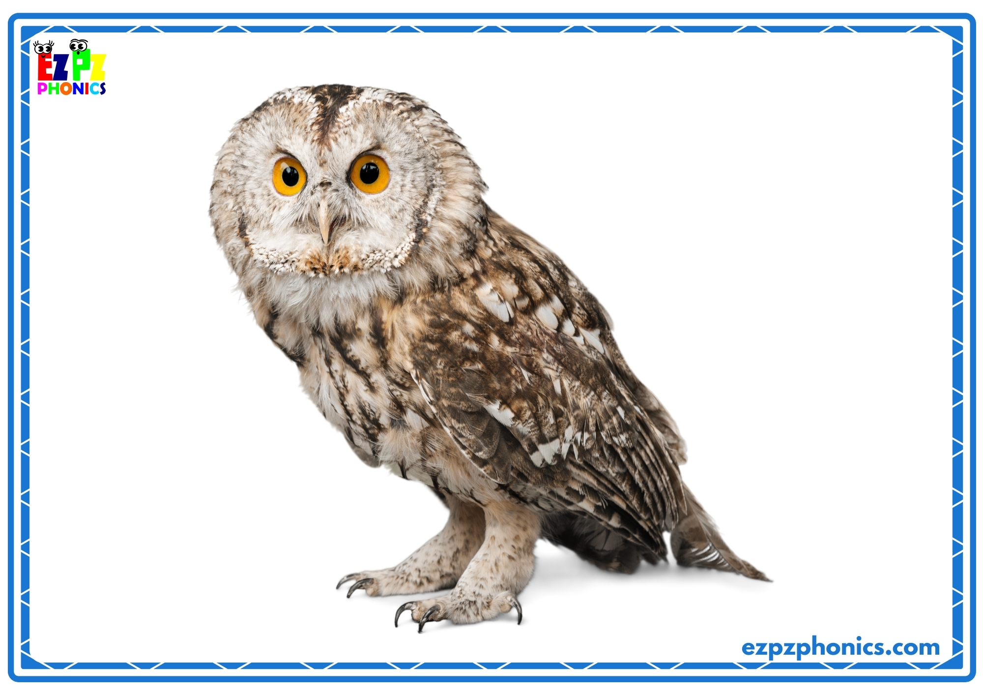 Forest Animals Flashcards View Online or Free PDF Download ...