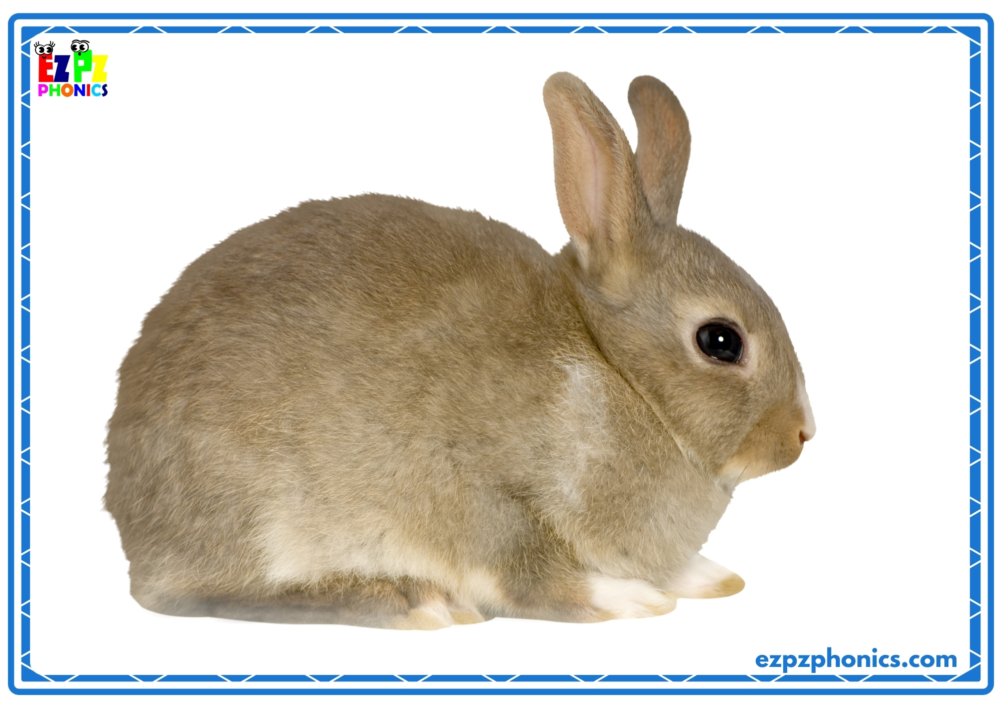 Forest Animals Flashcards View Online or Free PDF Download ...