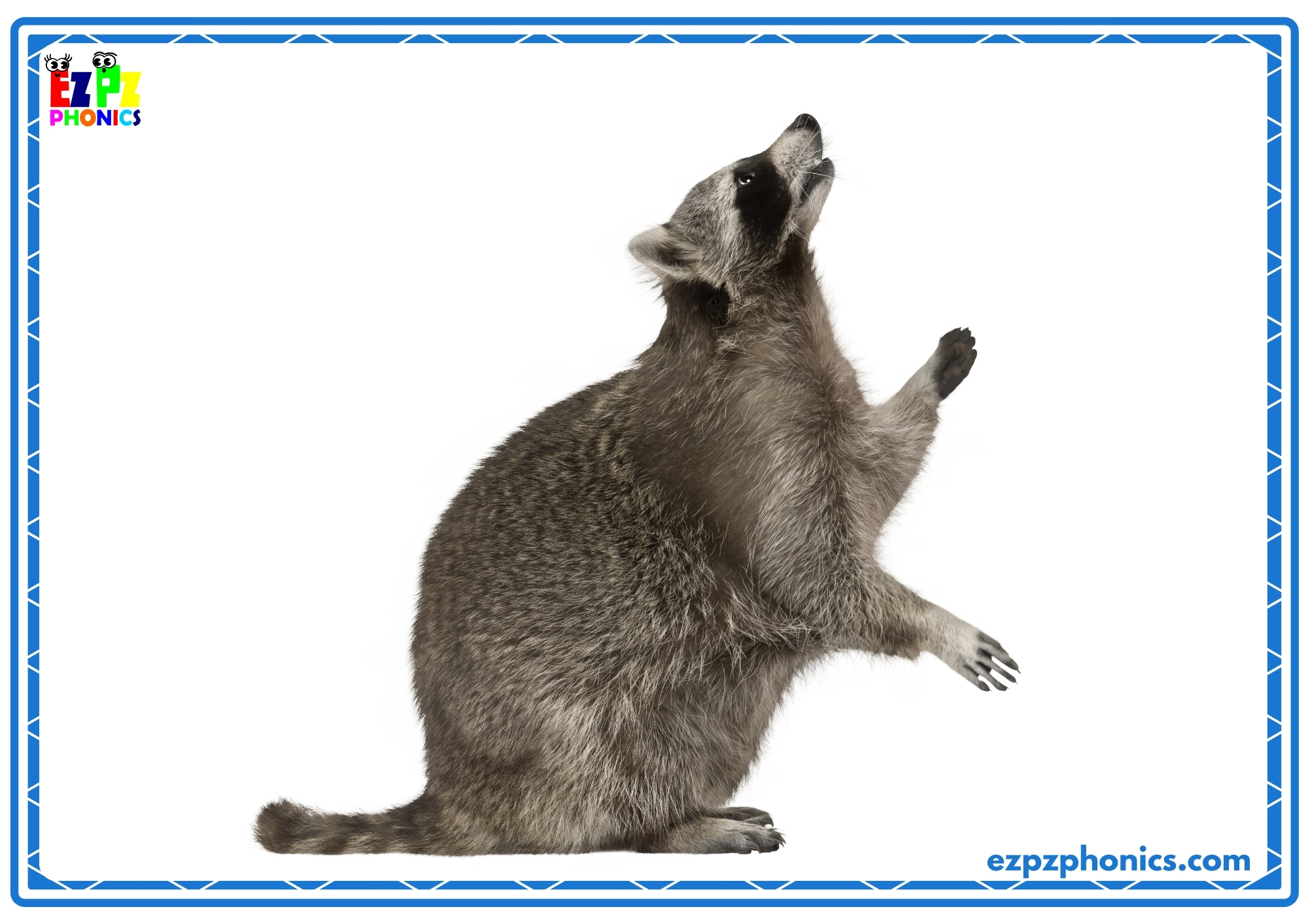 Forest Animals Flashcards View Online or Free PDF Download ...