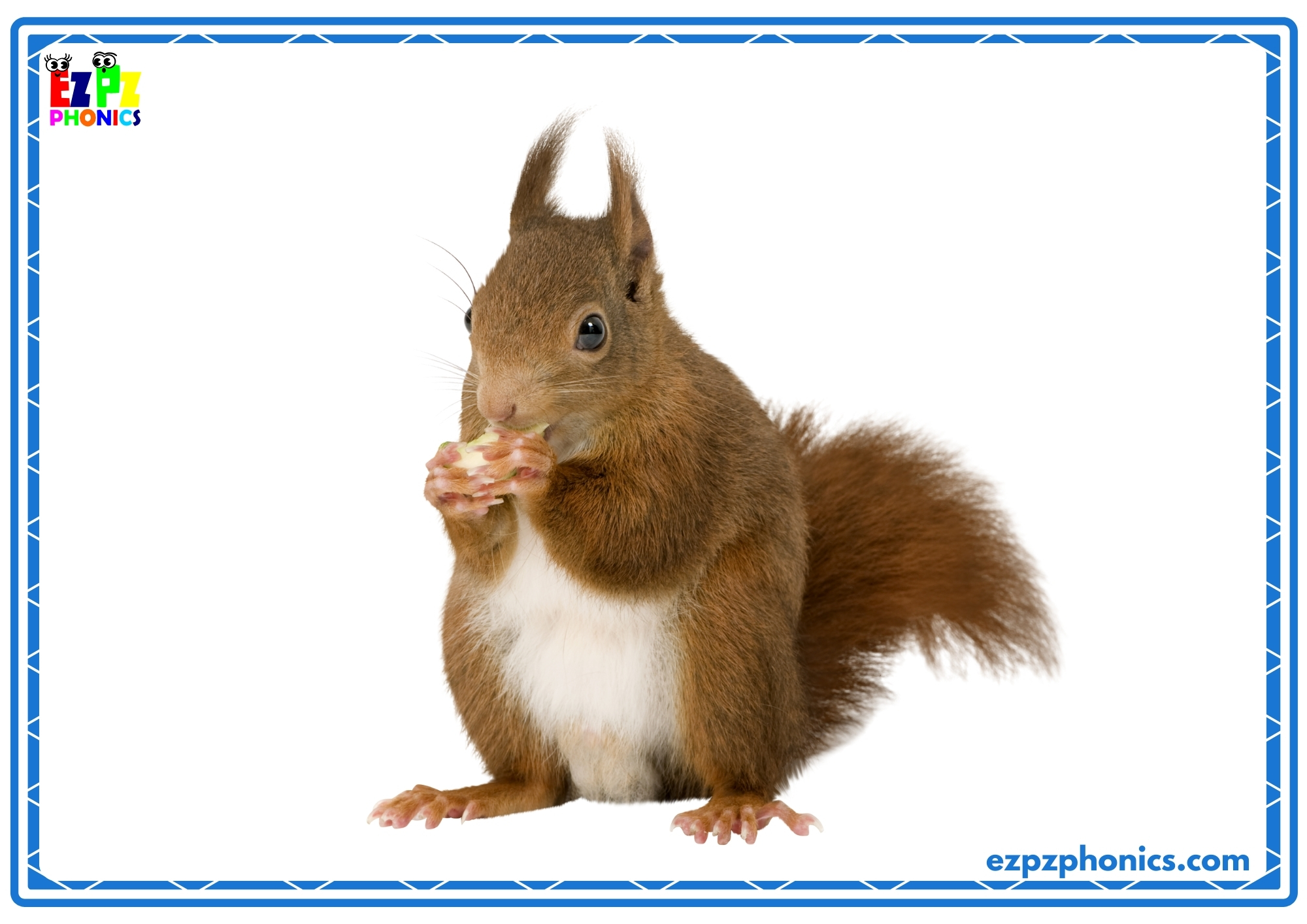 Forest Animals Flashcards View Online or Free PDF Download ...