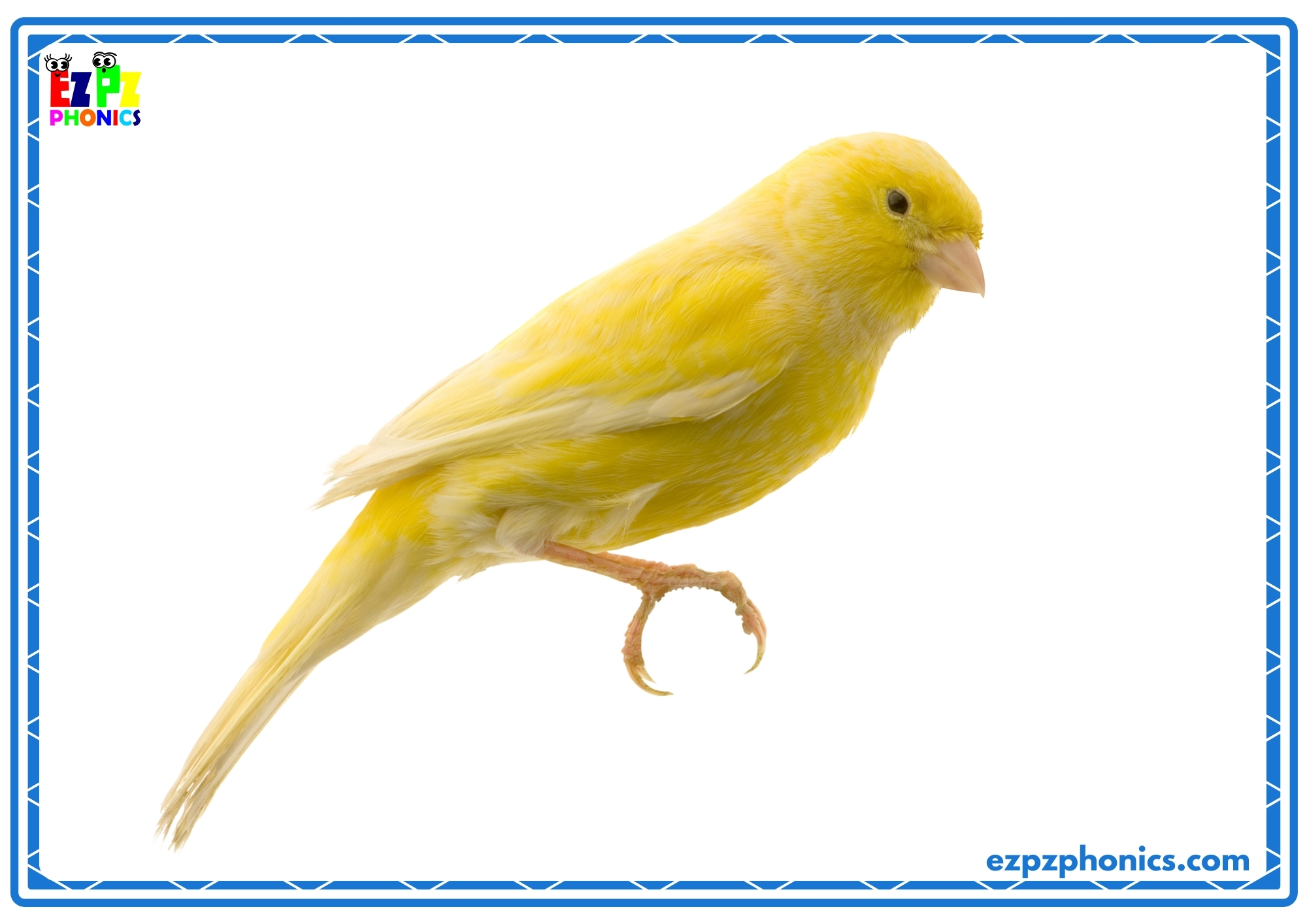 Pets Flashcards Words on the Back for Easy Learning, Free PDF Download ...
