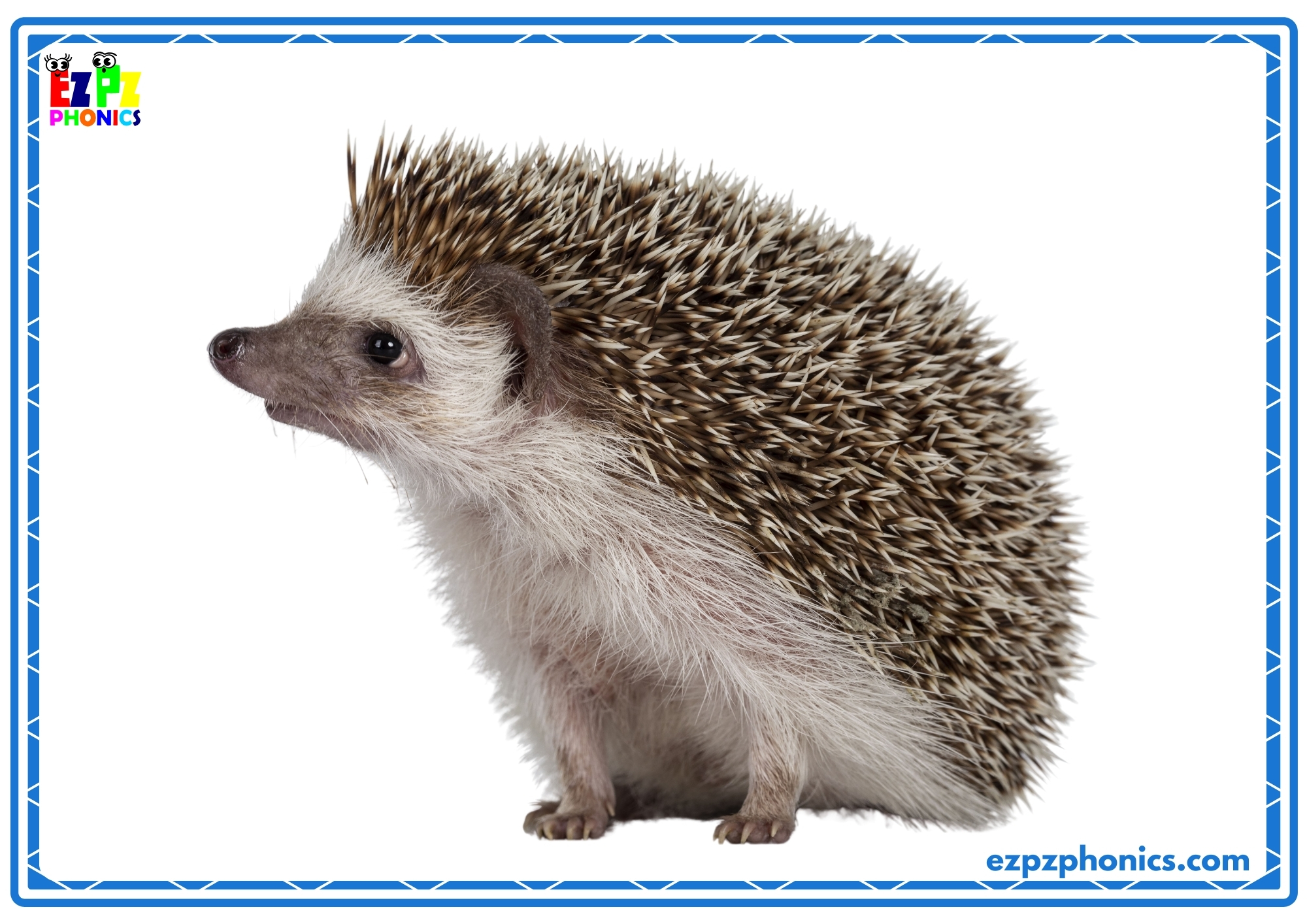 Pets Flashcards Words on the Back for Easy Learning, Free PDF Download ...