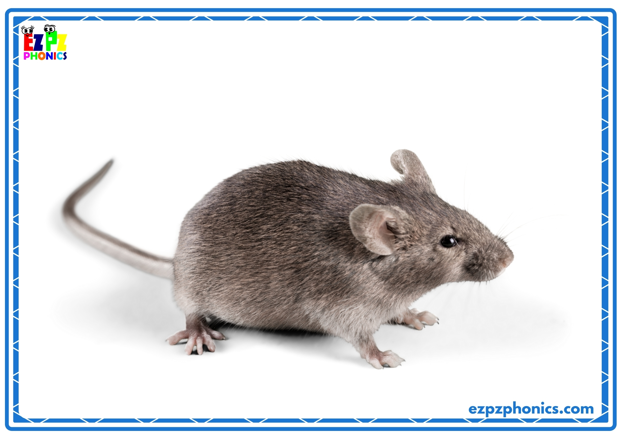 Pets Flashcards Words on the Back for Easy Learning, Free PDF Download ...