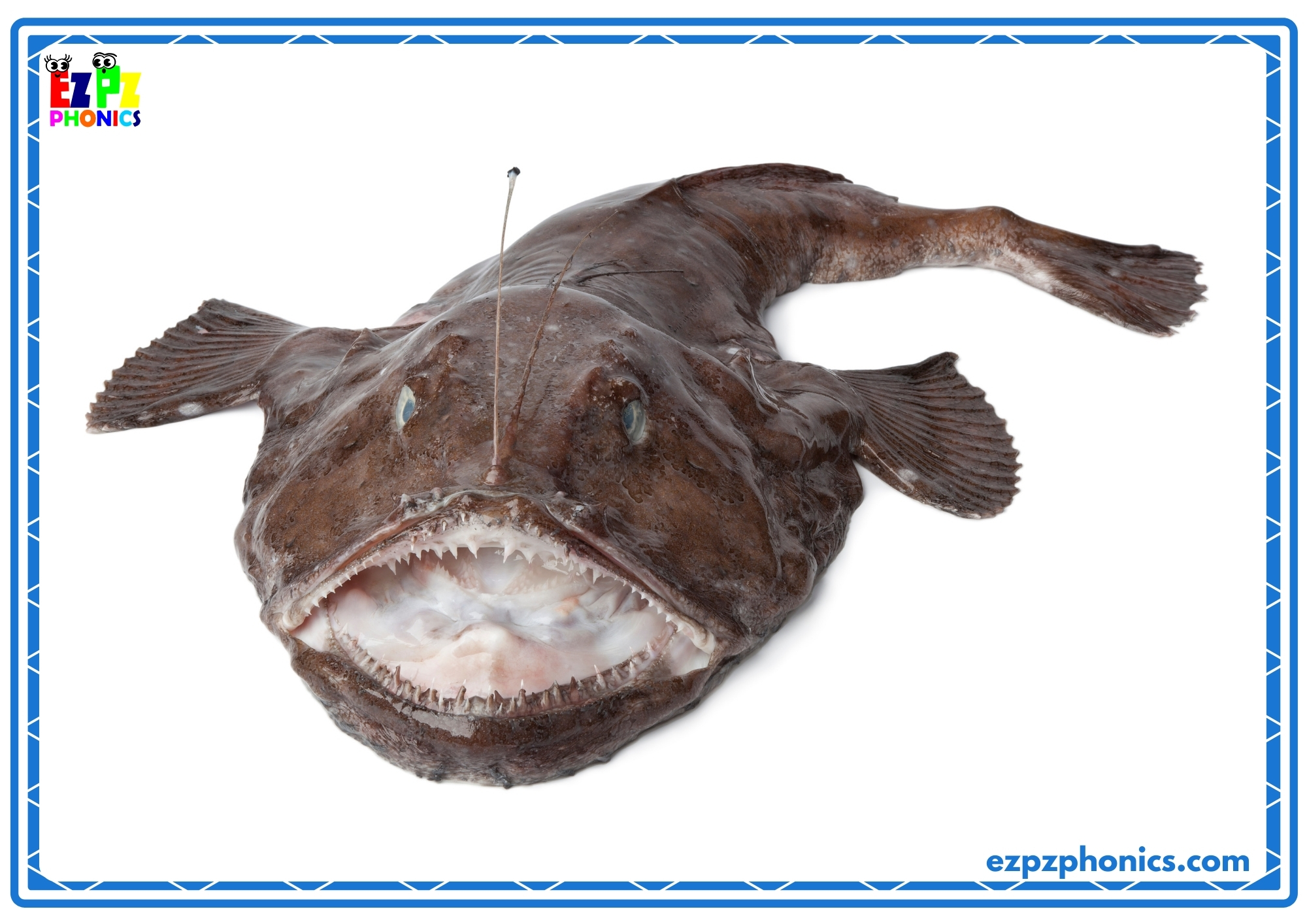 Sea Creatures Flashcards Words on the Back for Interactive Learning ...
