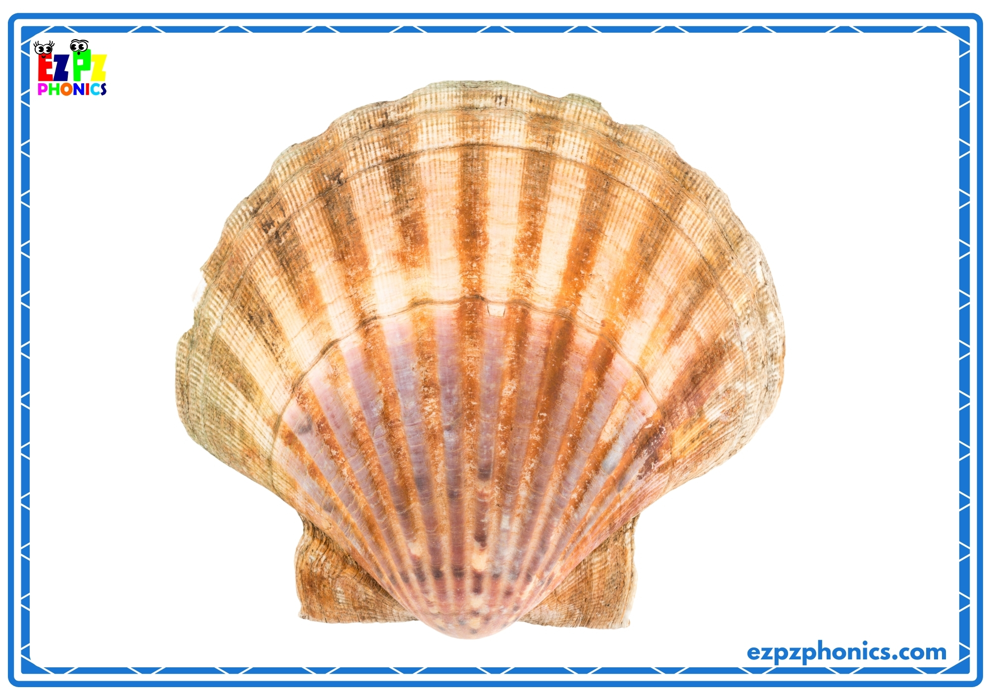 Sea Creatures Flashcards Words on the Back for Interactive Learning ...