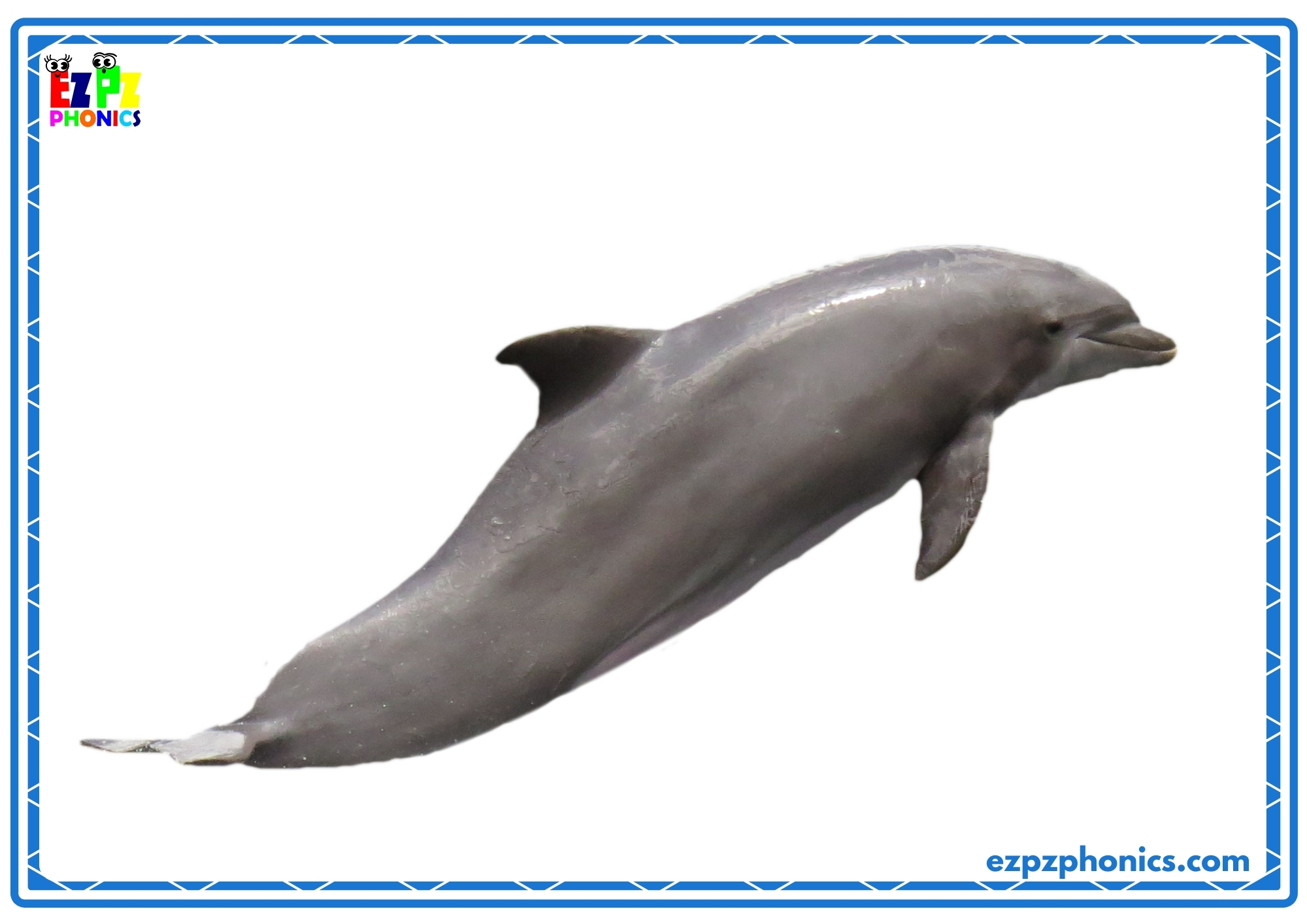 Sea Creatures Flashcards Words on the Back for Interactive Learning ...