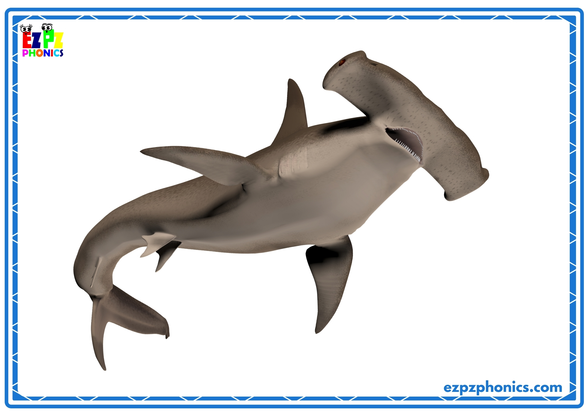 Sea Creatures Flashcards Words on the Back for Interactive Learning ...