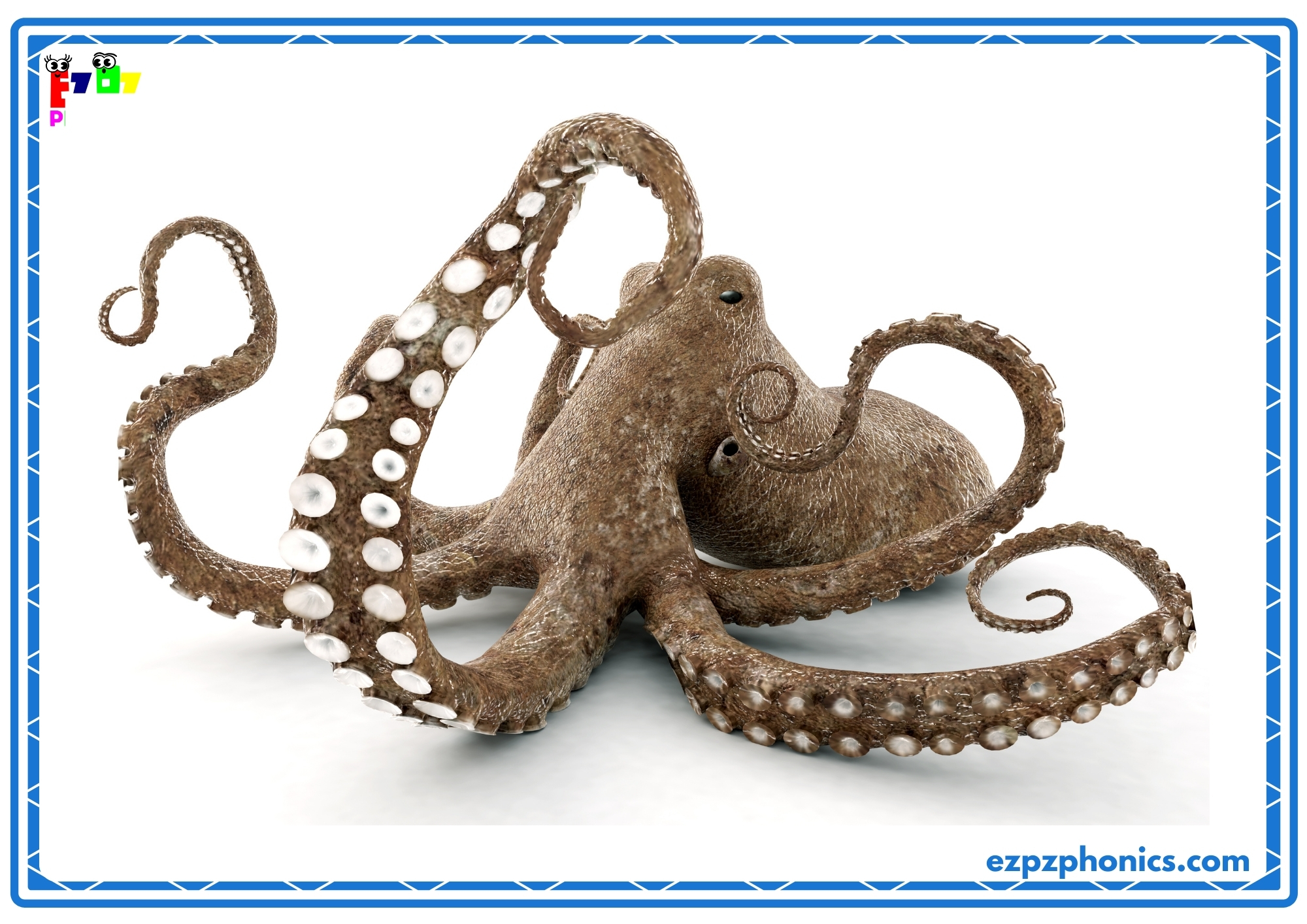 Sea Creatures Flashcards Words on the Back for Interactive Learning ...