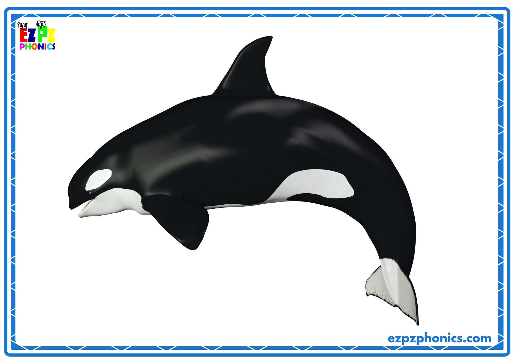 Sea Creatures Flashcards Words on the Back for Interactive Learning ...