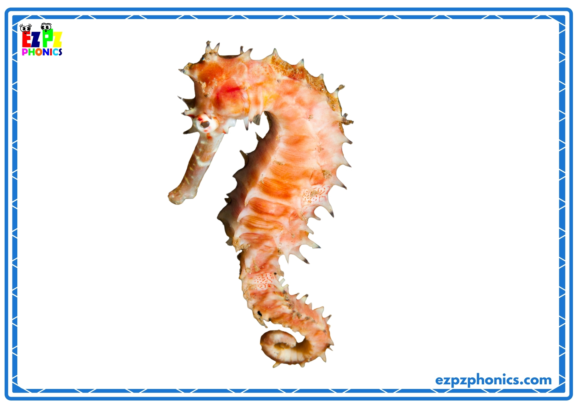 Sea Creatures Flashcards Words on the Back for Interactive Learning ...