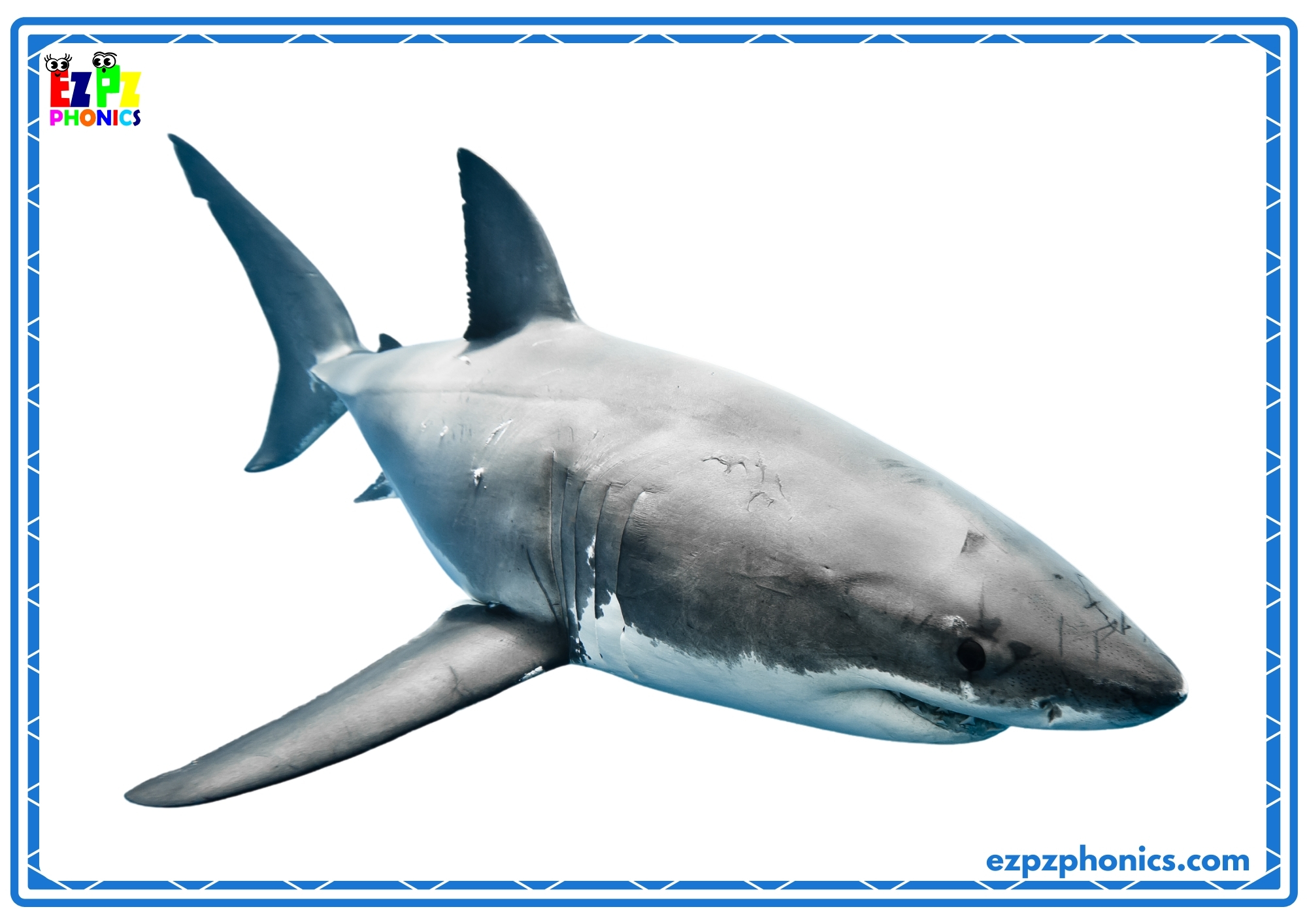 Sea Creatures Flashcards Words on the Back for Interactive Learning ...