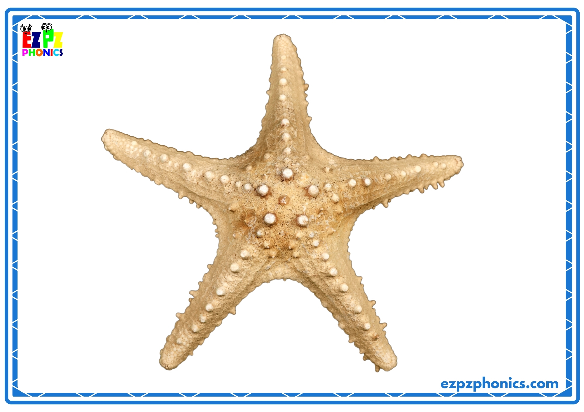 Sea Creatures Flashcards Words on the Back for Interactive Learning ...